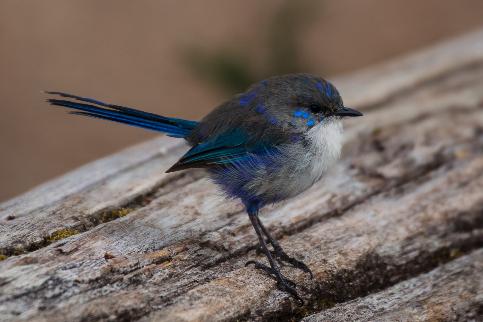 Splendid Fairywrens - Blue Wrens - Celebrating Life Photography