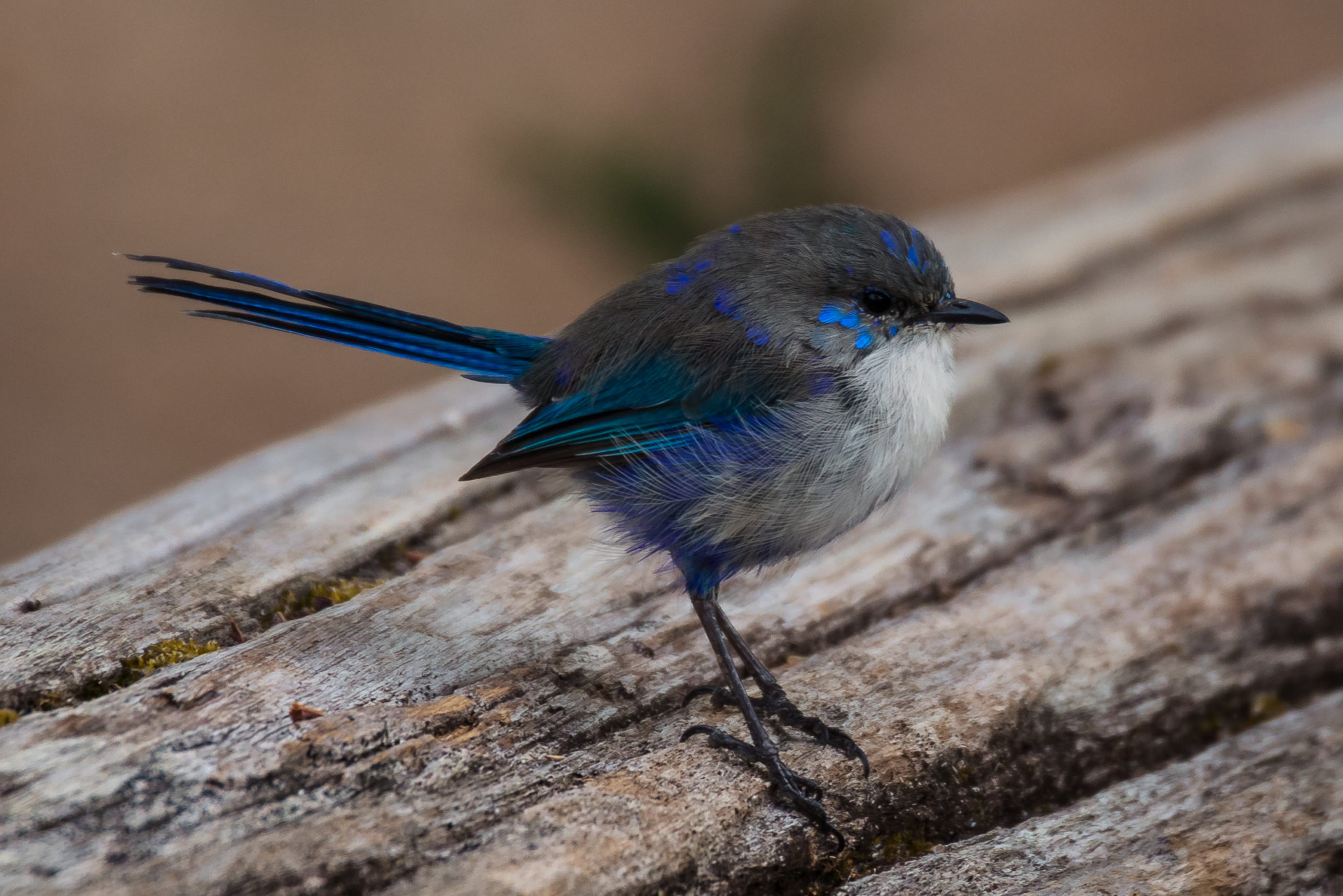 Splendid Fairywrens - Blue Wrens - Celebrating Life Photography